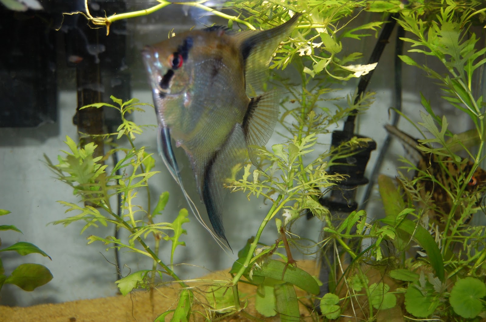 Just An Artist: The Baby Angel Fish