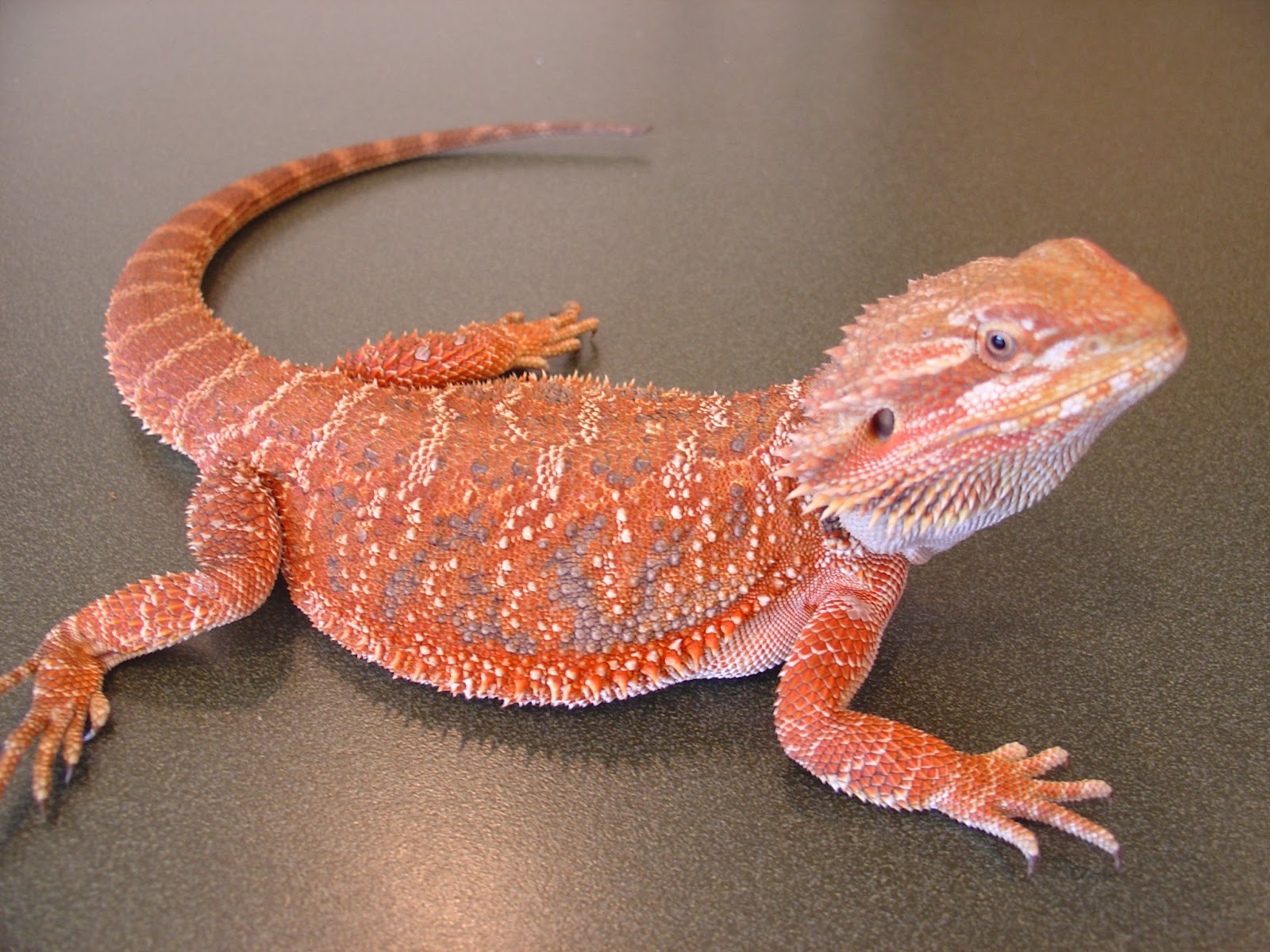 The Joys Of Reptile Keeping And Awesome Reptiles Bearded Dragons