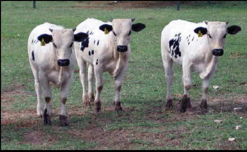 Rank: Bull Riding News: How to Make a Clone