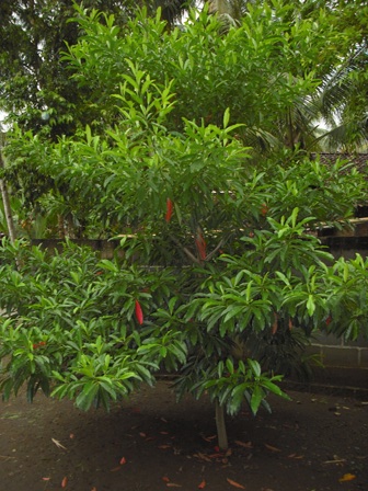 BUDIDAYA TANAMAN GANITRI