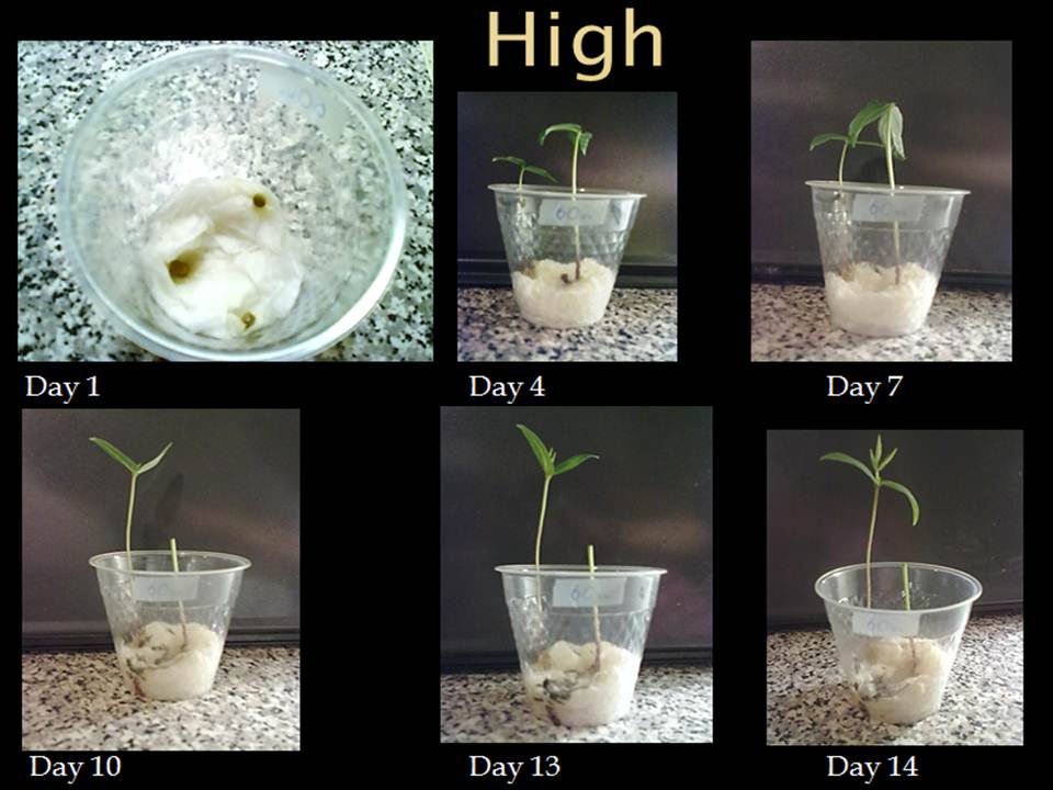 Bitter Sweet Bean Plant Experiment Presentation Sbi3u1