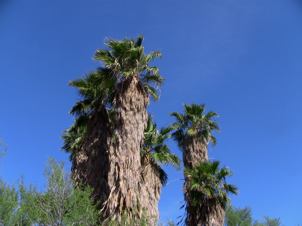 Photo Album: Ibex Springs Death Valley National Park - Capo Valley 4 ...