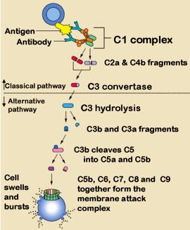 Notes On Complement System Classical Pathway Complement System