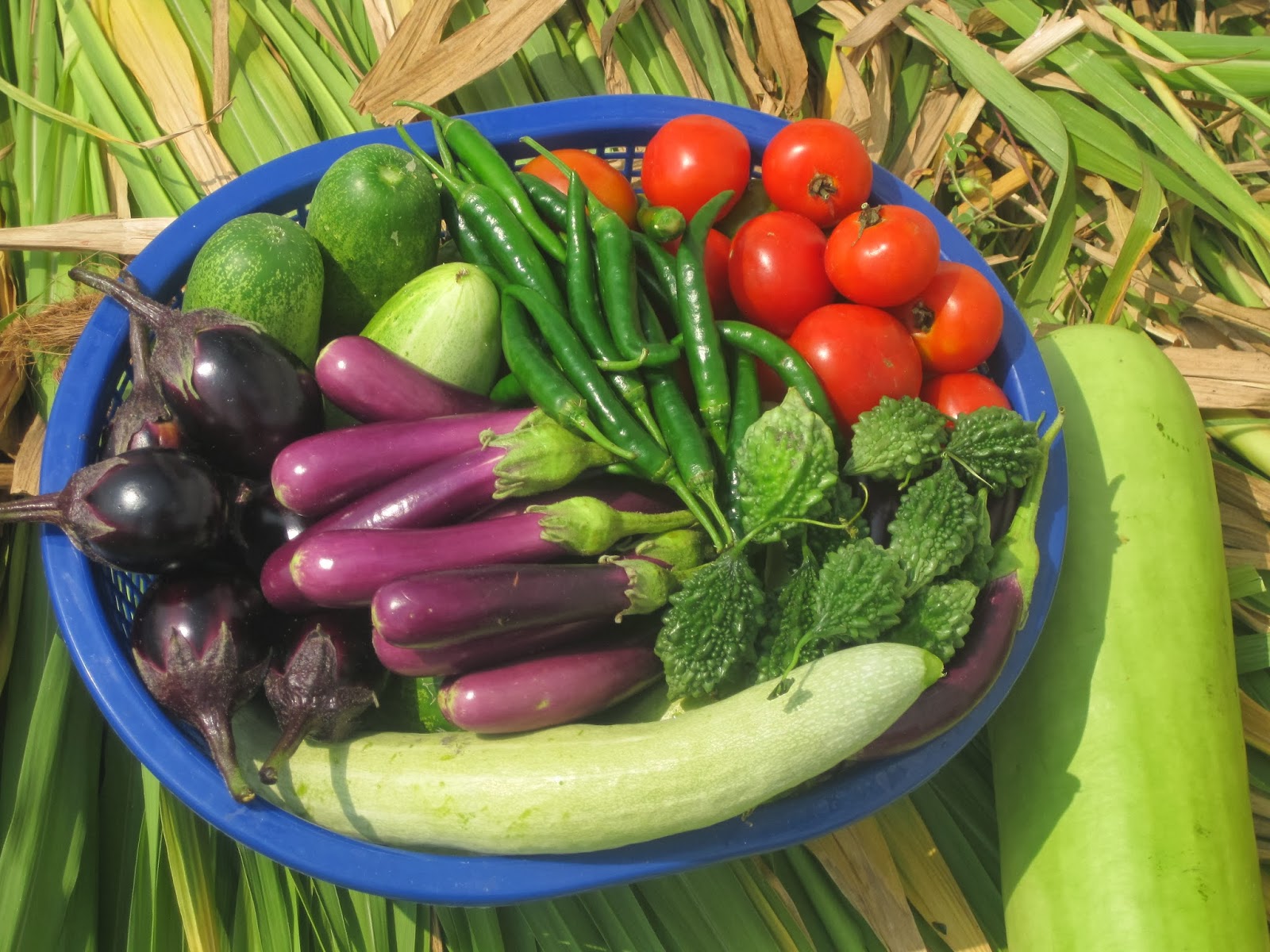 Kanchi Organics Farm Fresh Organic Vegetables