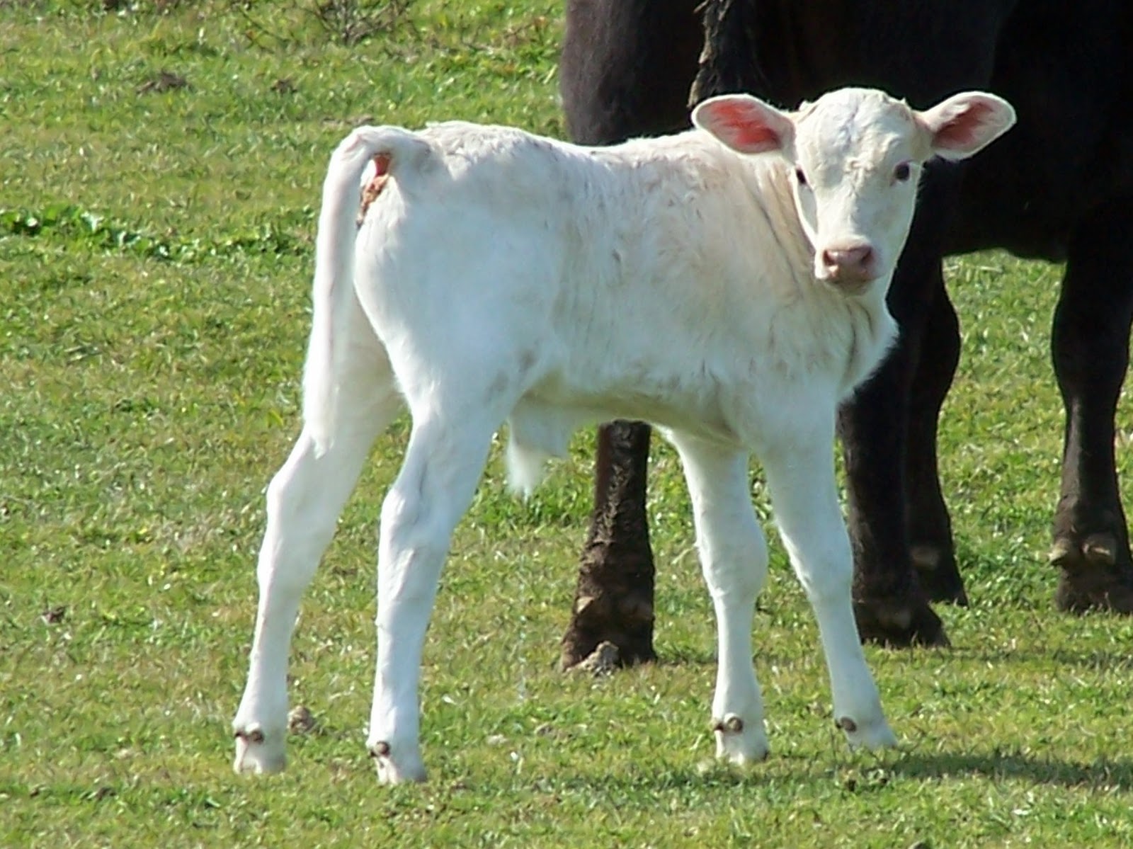 Rank: Bull Riding News: Calving Season: Cindy Rosser - Flying C Livestock
