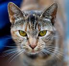 INNOVABIOBLOG: ESPECIES INVASORAS: EL GATO CIMARRÓN