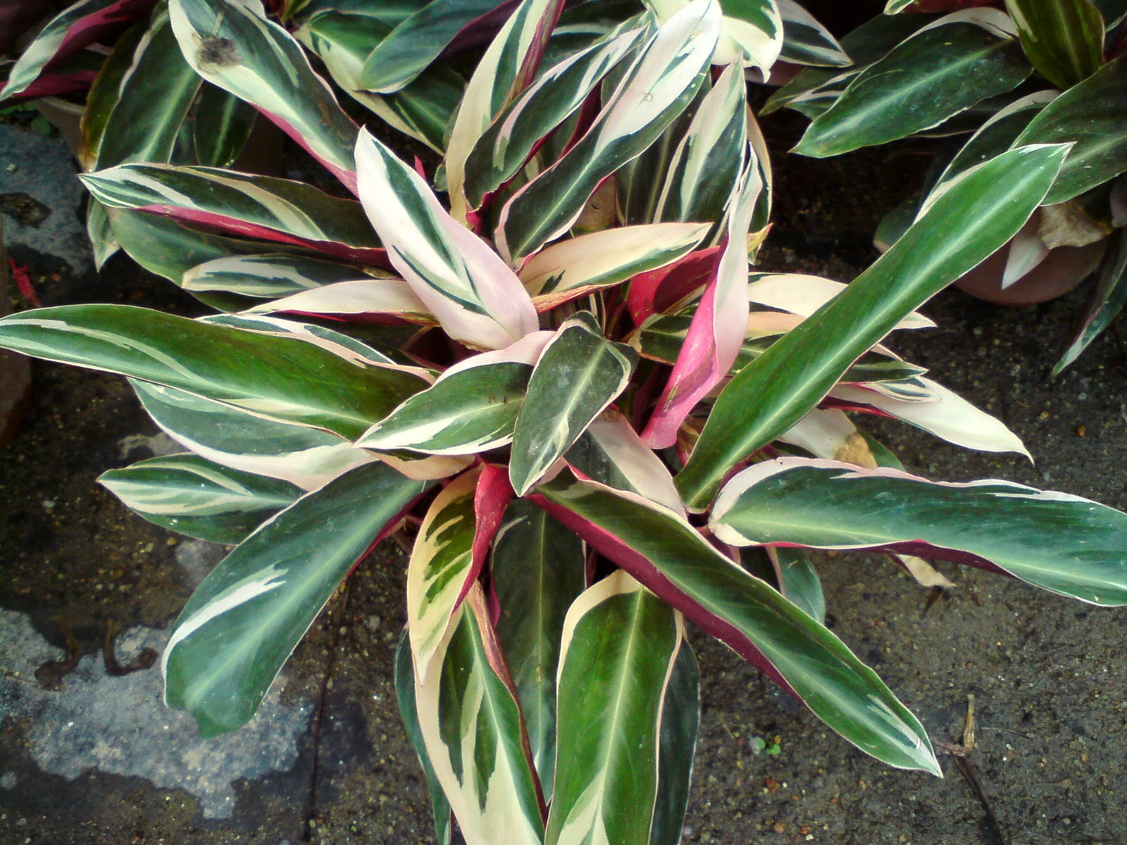 Jom Tanam Bunga: Pokok Pagar Dan Tepus