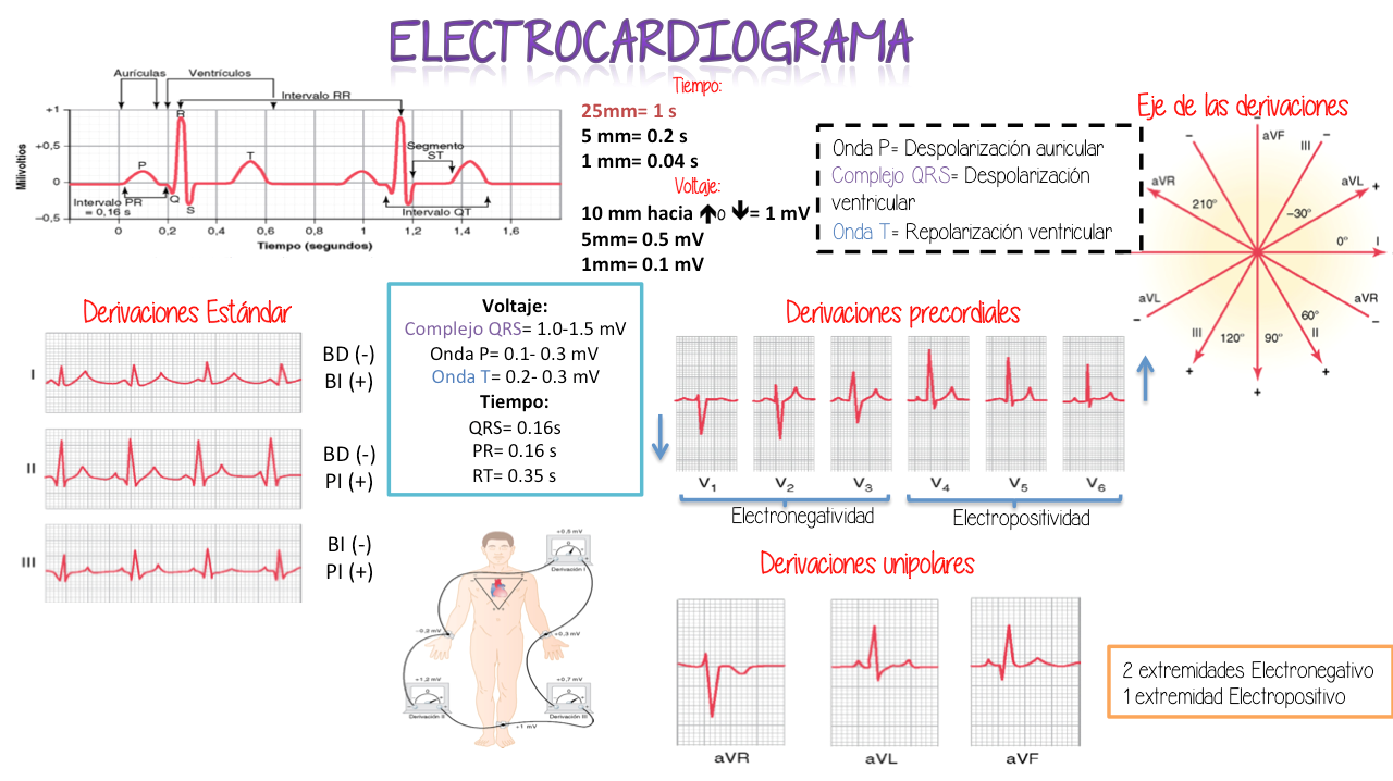 Fisiología Médica Interpretación De Electrocardiograma