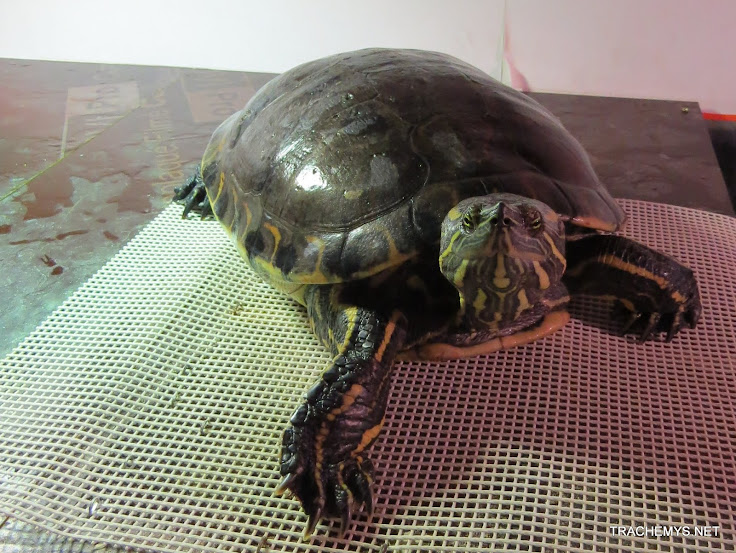Trachemys emolli