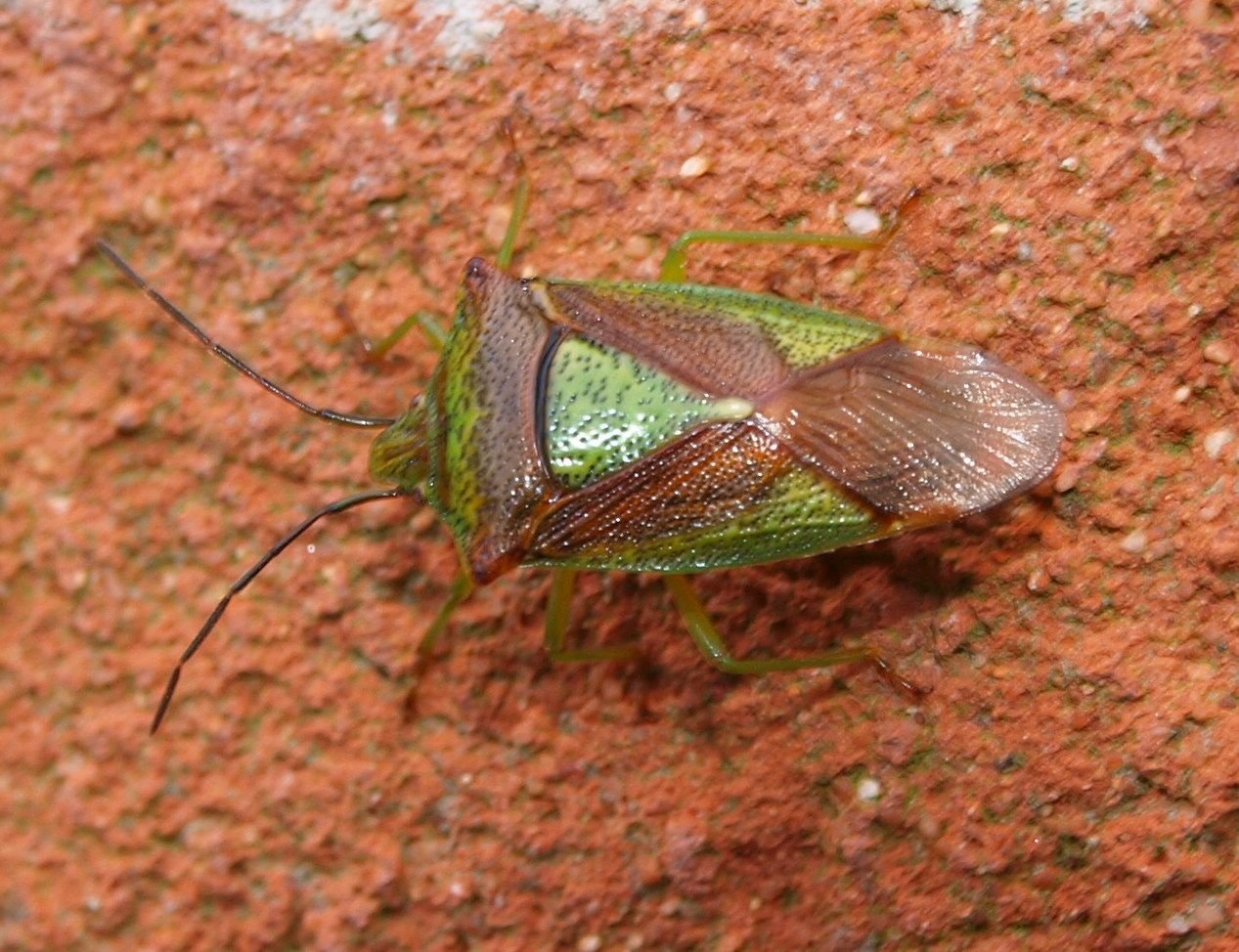 Mark's Veg Plot: Friend or Foe?