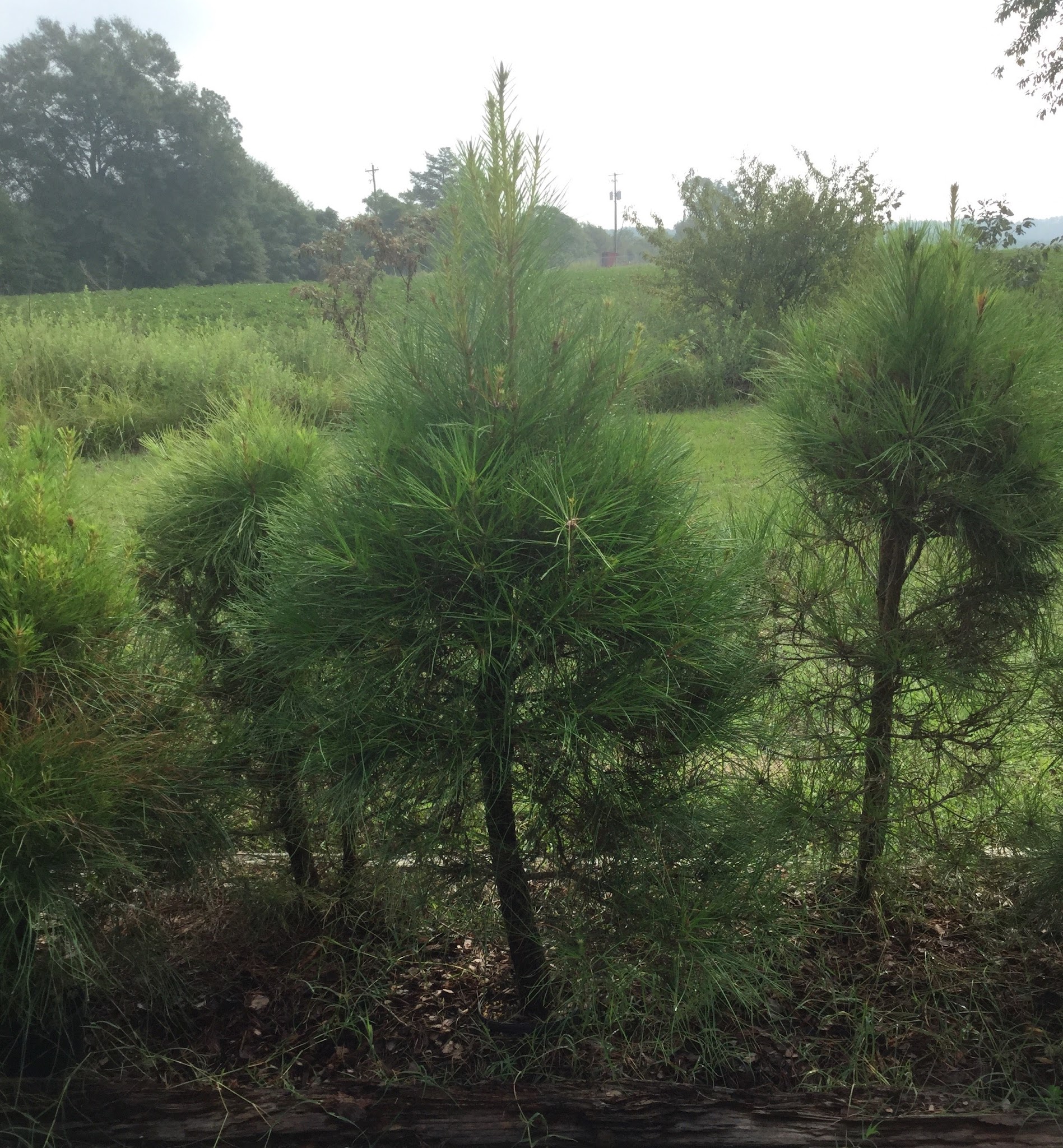 Pinus taeda | Bonsai Nut