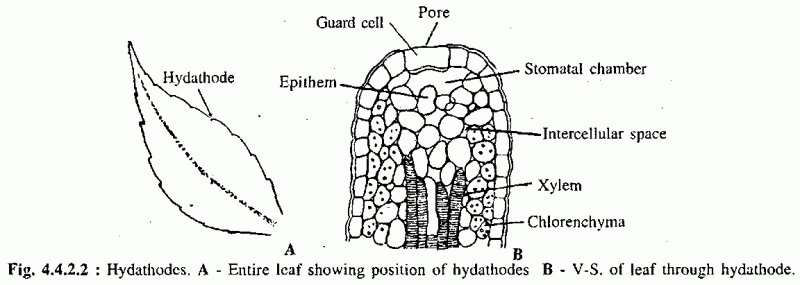 PANITIA BIOLOGI SMKASR: Do You know Guttation?