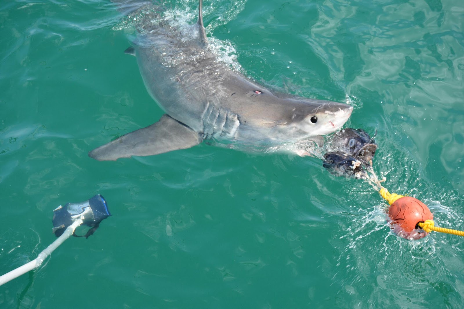 uitentuis: Saam met die haaie