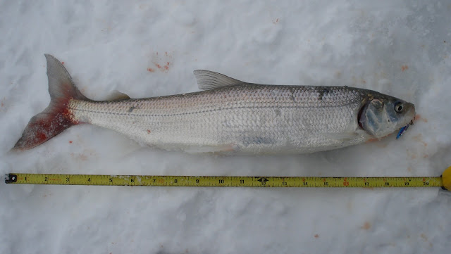 Ben Cantrell's fish species blog: Lifer cisco from Big Green Lake