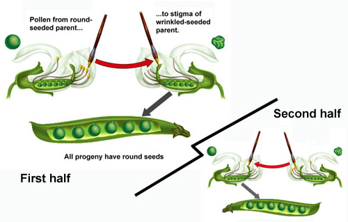 BIOLOGY BLOG: Vocabulary of Concepts of Ch.12: Human Genetics.