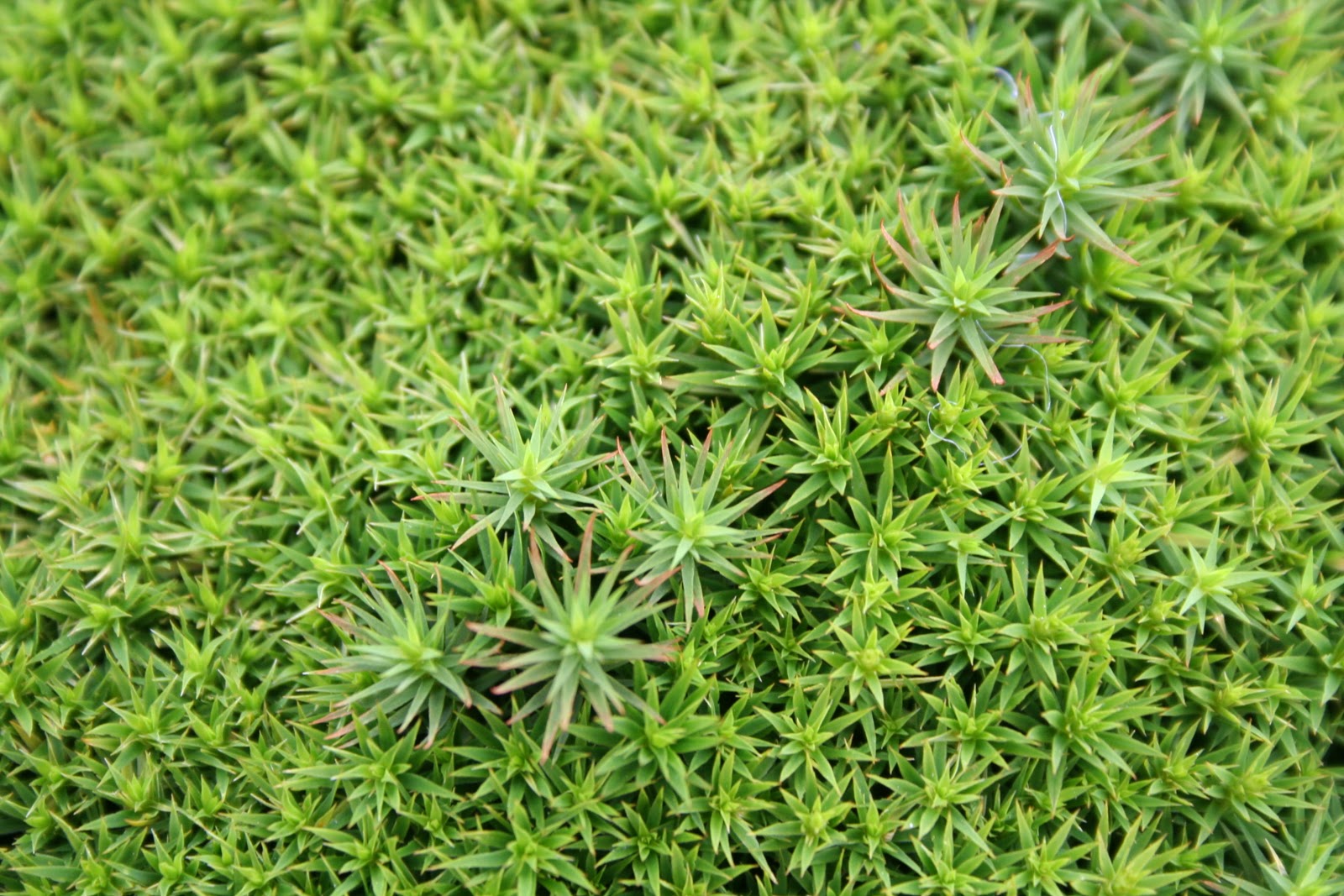 Valley Naturalist: British mosses