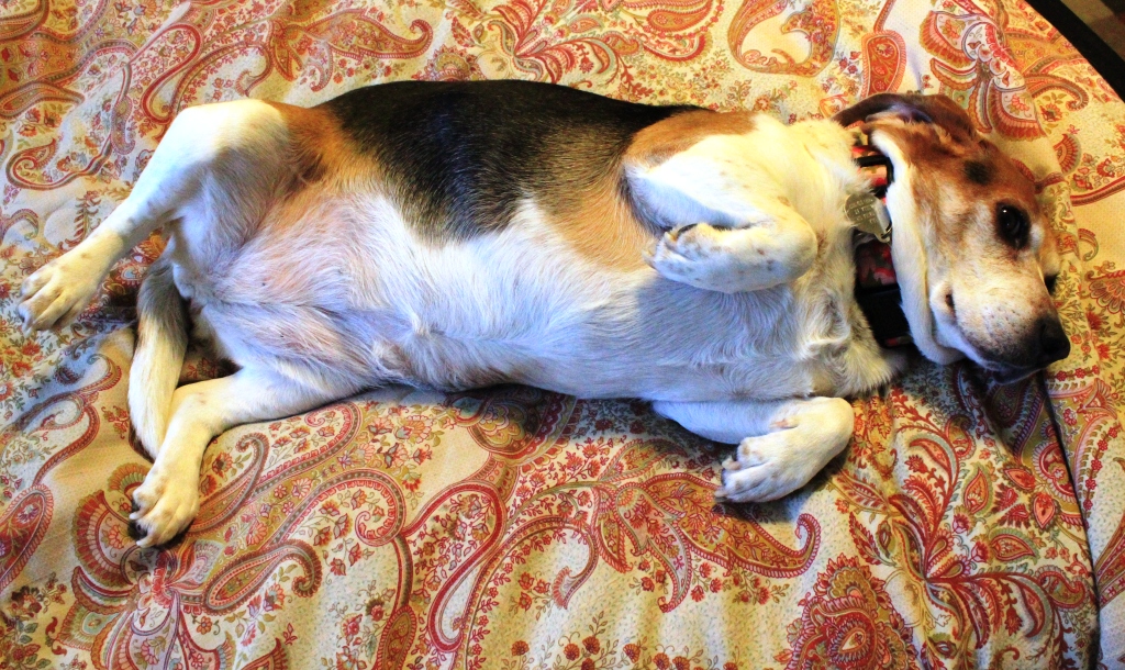 Moose In My Yard: February 2011