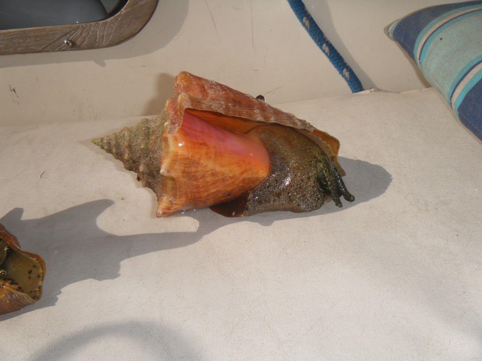 Bright Eyes: How to Catch and Eat Conch