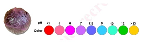 Biologia General Determinación De Ph En Alimentos