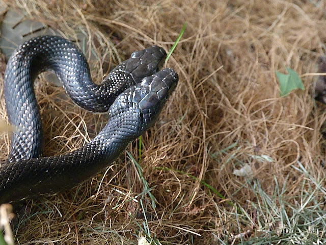 Wildlife Lane Mating Season Of The Black Rat Snake