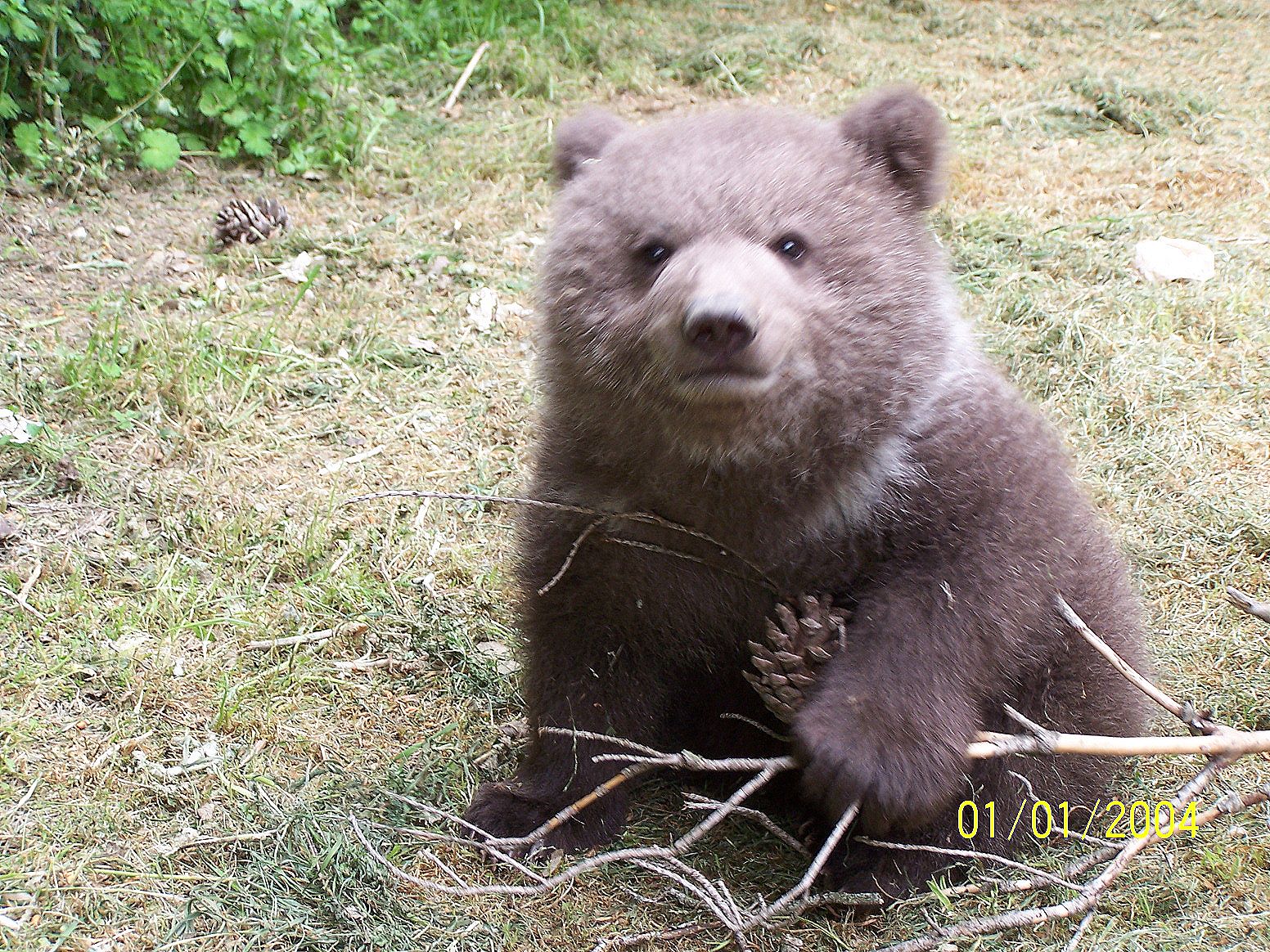 Los Animales Son Gente Maravillosa Bruno La Cría De Oso Pardo Ii