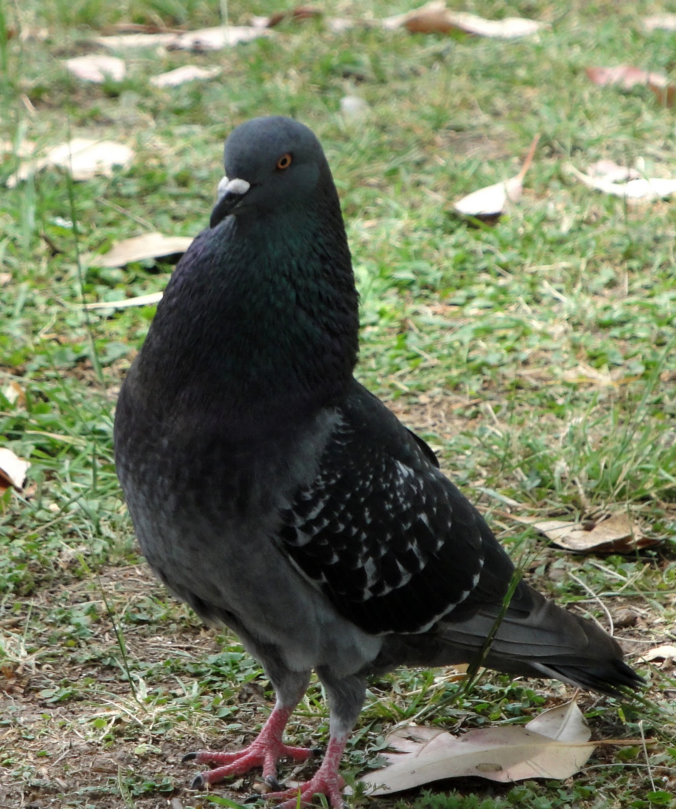 NO PASSERIFORMES: Familia Columbidae PALOMAS