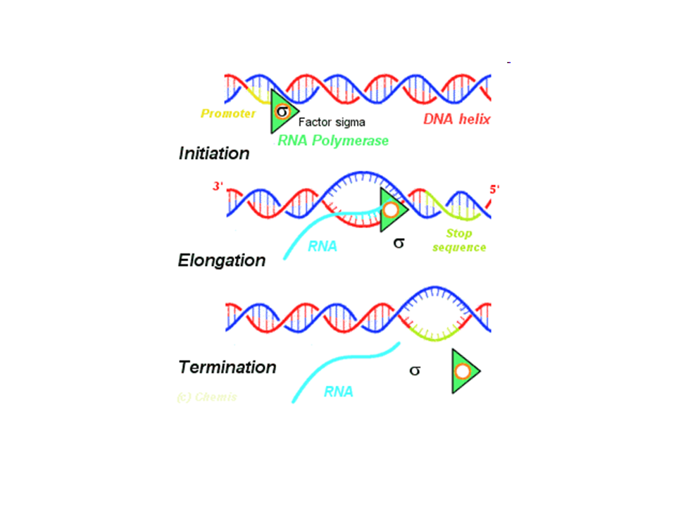 Modifikasi Genetik | Rochem WordPress