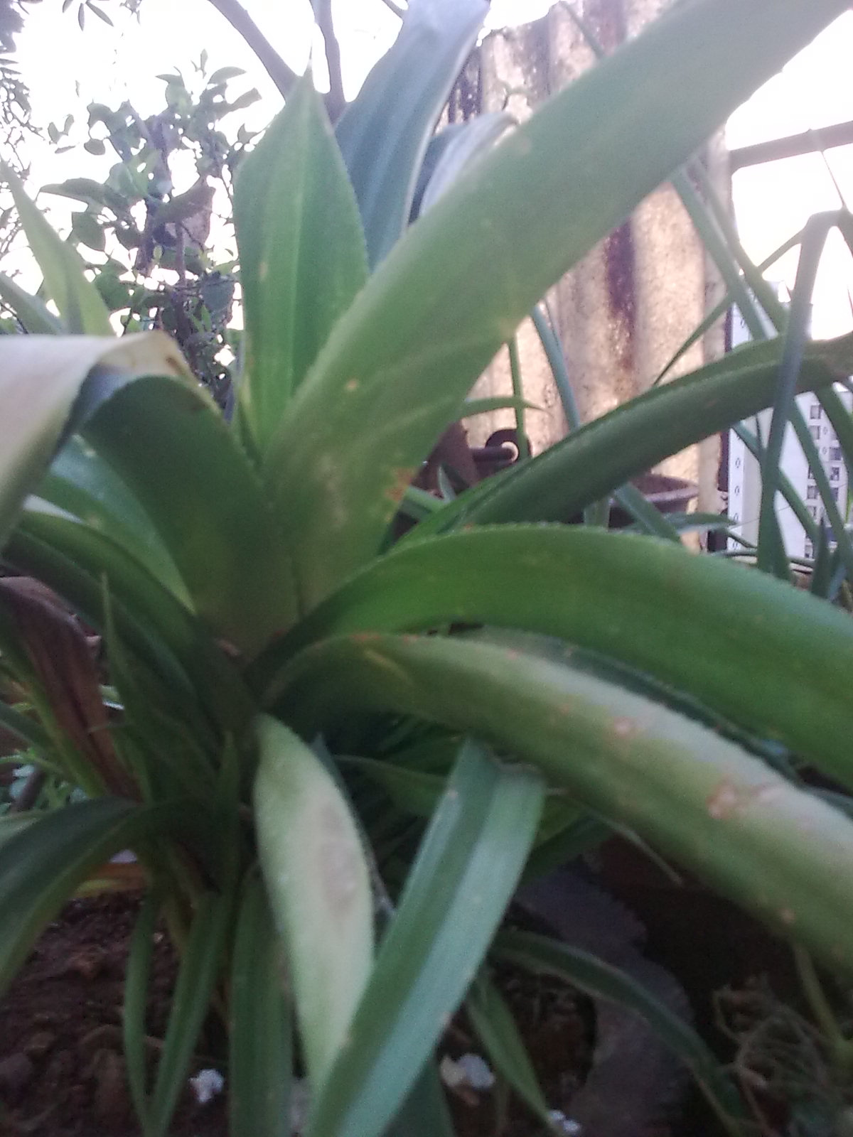 Garden Care Simplified: The Kevda Flower Plant