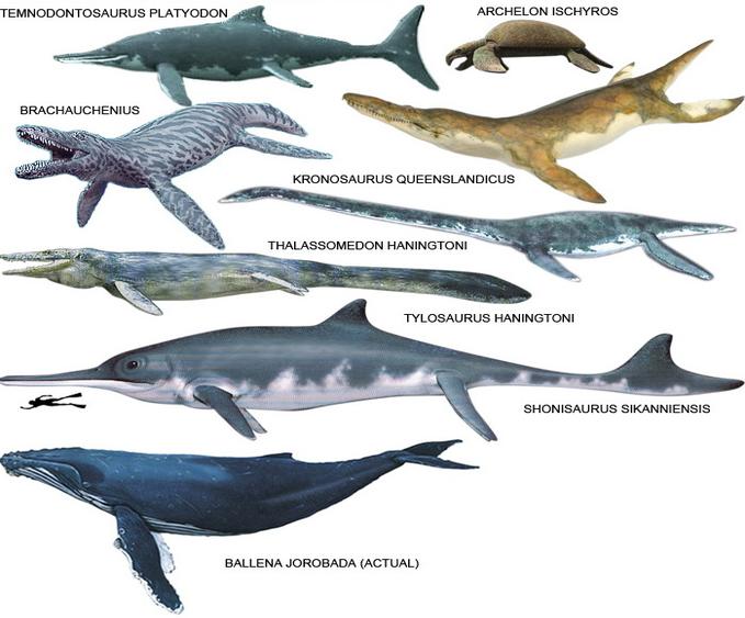 La Historia De Los Dinosaurios Las Especies De Dinosaurios Marinos