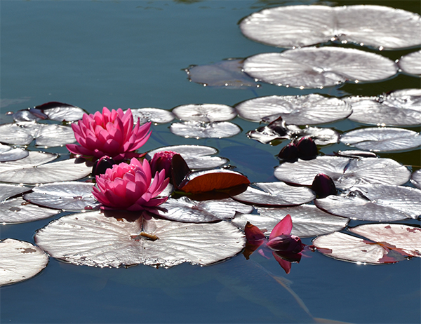 Studio Morran: Nilofar