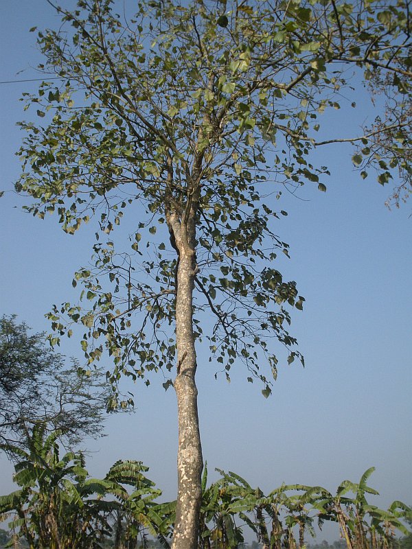 Gmelina arborea – eFlora of India