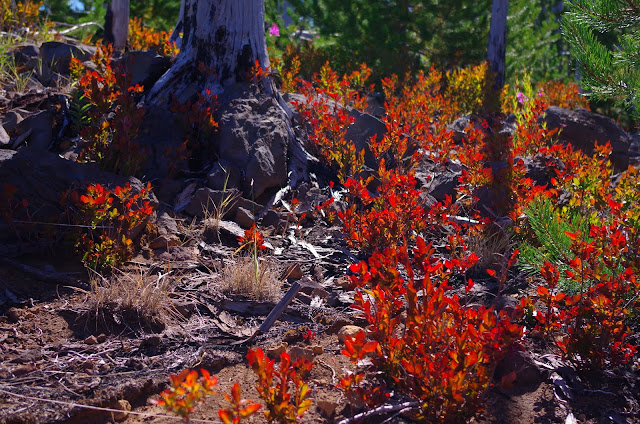 Monon Lake Trail wildflower show / Olallie Lake 7/28 - Oregon Hikers