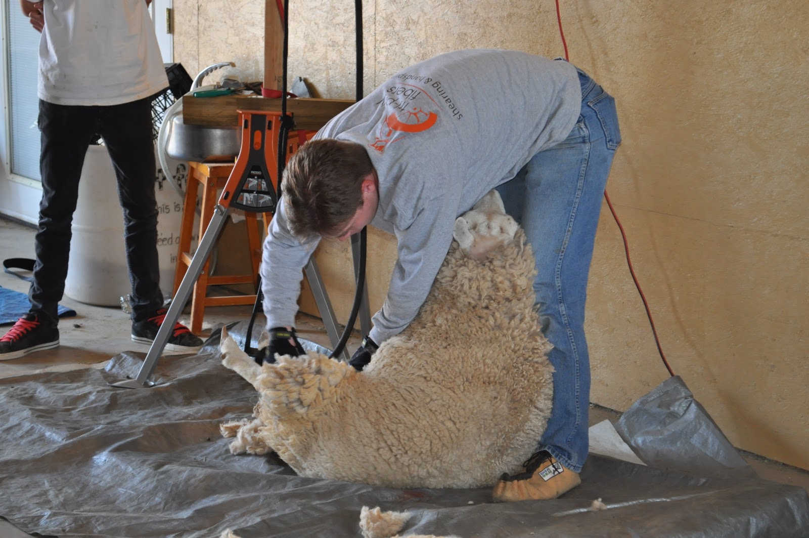 The Wool Harvester: Shearing Season in Full Swing