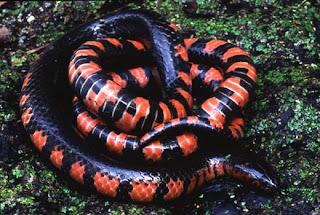 Amphibia: Mud Snake