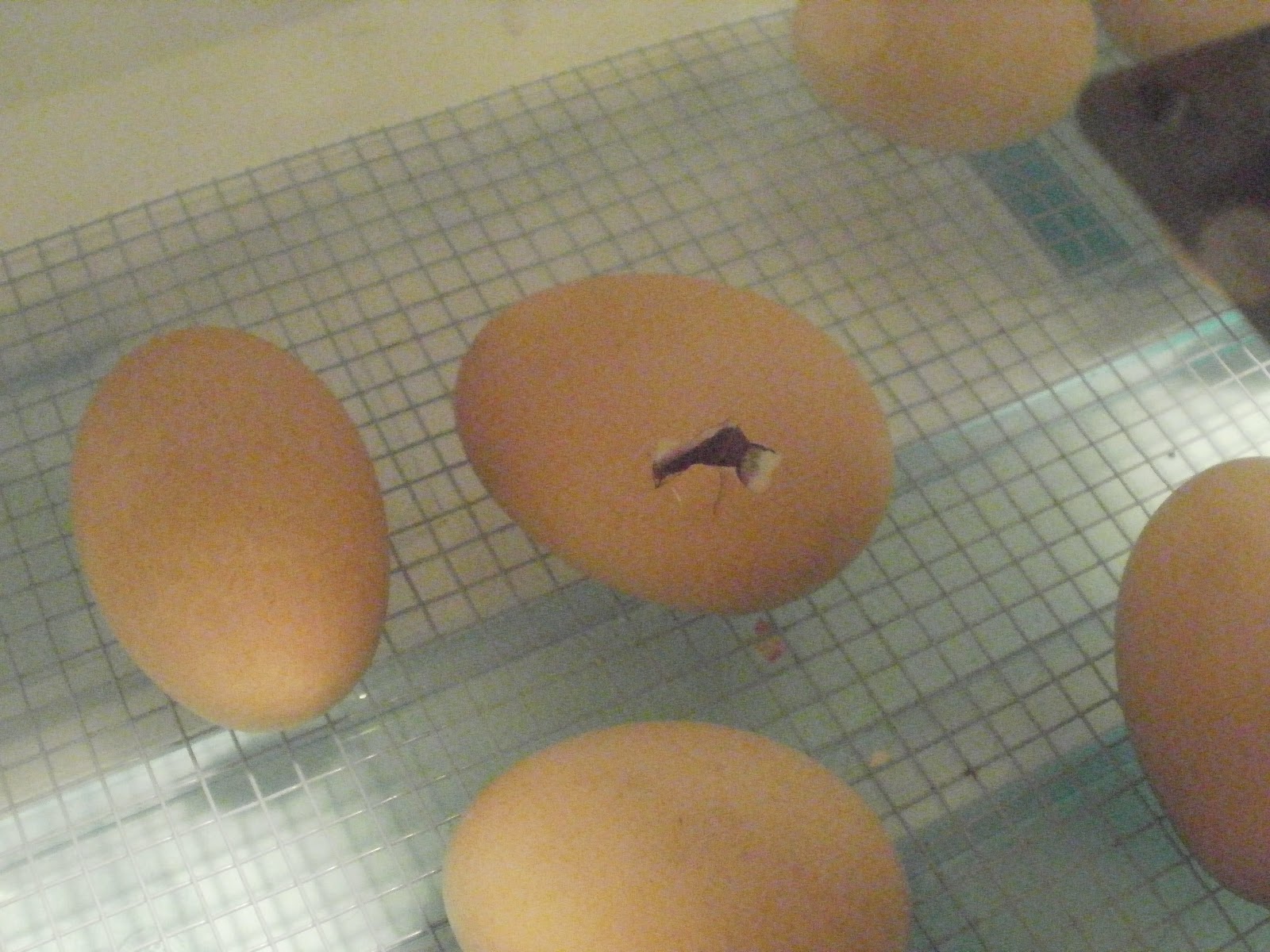 Little Stars Learning Egg Cellent