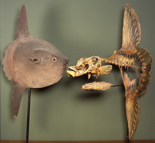 The final Mass Extinction? — Google Arts & Culture