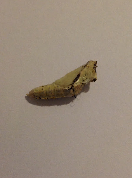 Great Southern White Butterfly - Pupa | Project Noah