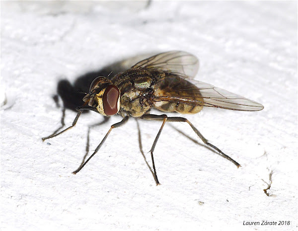 Biting Stable Fly | Project Noah