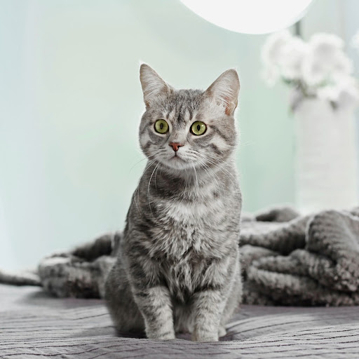 Soft Paws Calm Rest - YouTube Music