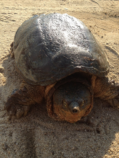 Common Snapping Turtle | Project Noah