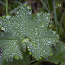 Leaves and dew drops - Theme Download