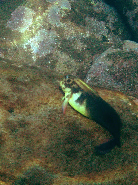 Atlantic Blenny | Project Noah