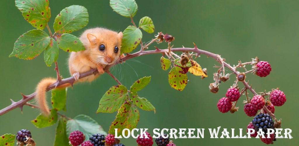 Mouse Lock Screen by Rendahling - Latest version 1.0 for Android App ...