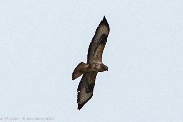 Buzzard | Project Noah