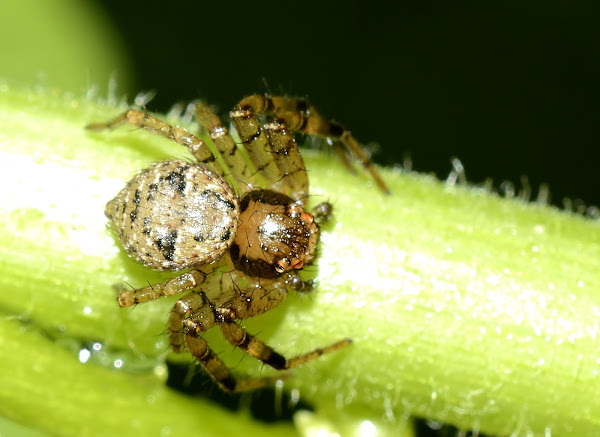 Spider | Project Noah