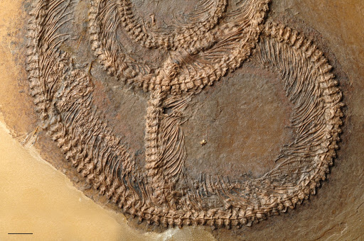 UNESCO World Heritage Messel Pit Fossil Site — Google Arts & Culture