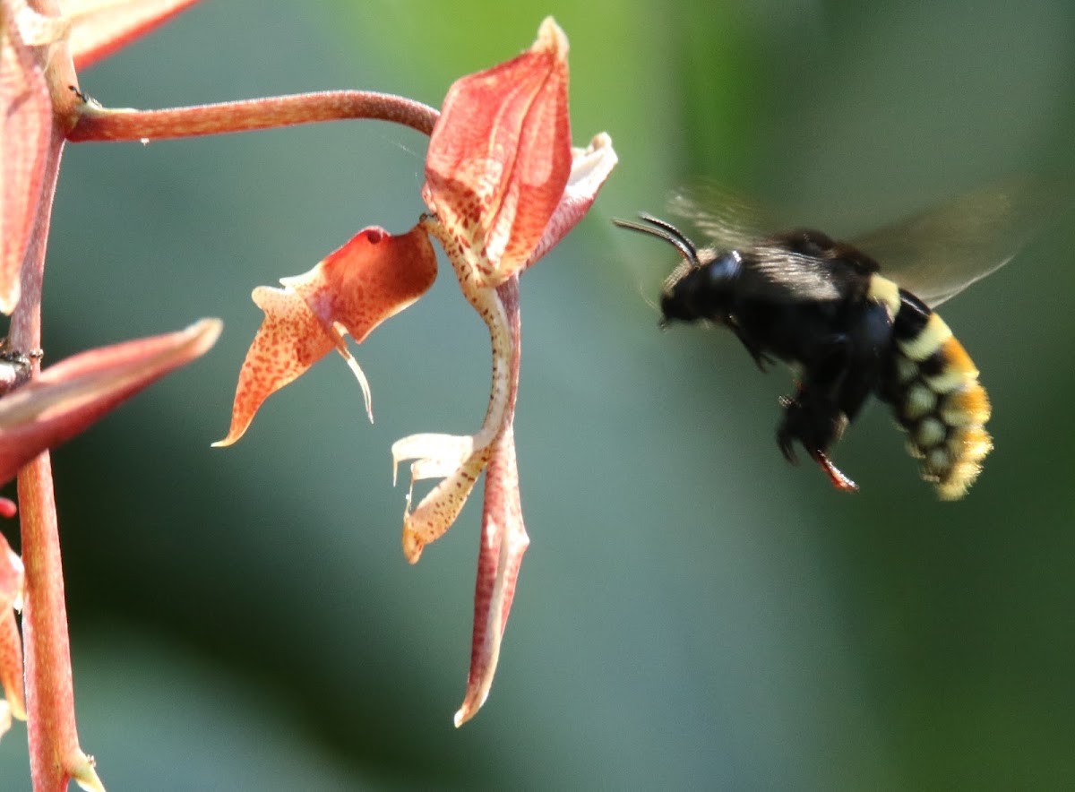 Eulaema Orchid bee | Project Noah