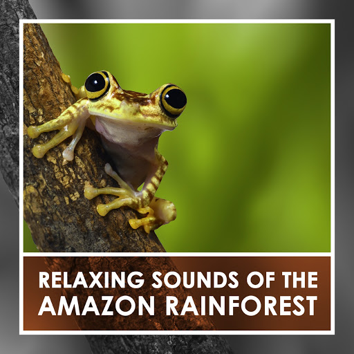 Rainforest Symphony - YouTube Music