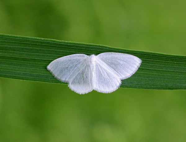 White Spring Moth | Project Noah