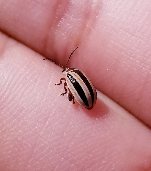 Jumping leaf beetle | Project Noah